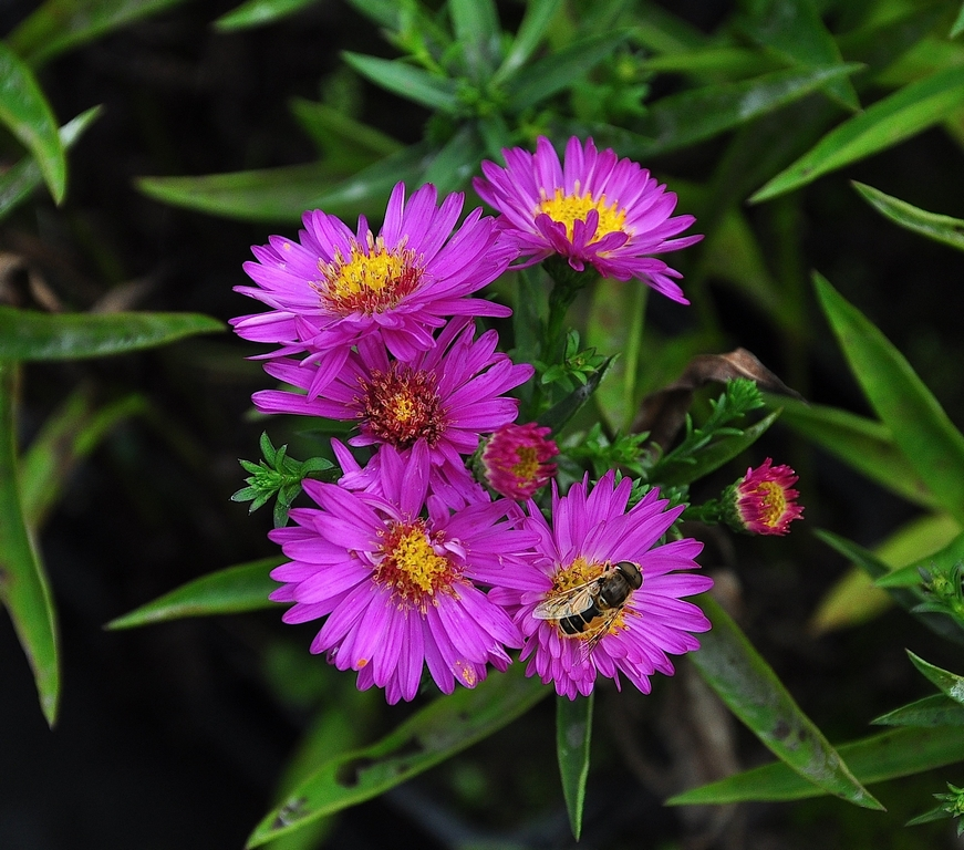 Herbstaster Aster Anneke - Kaufen und kombinieren