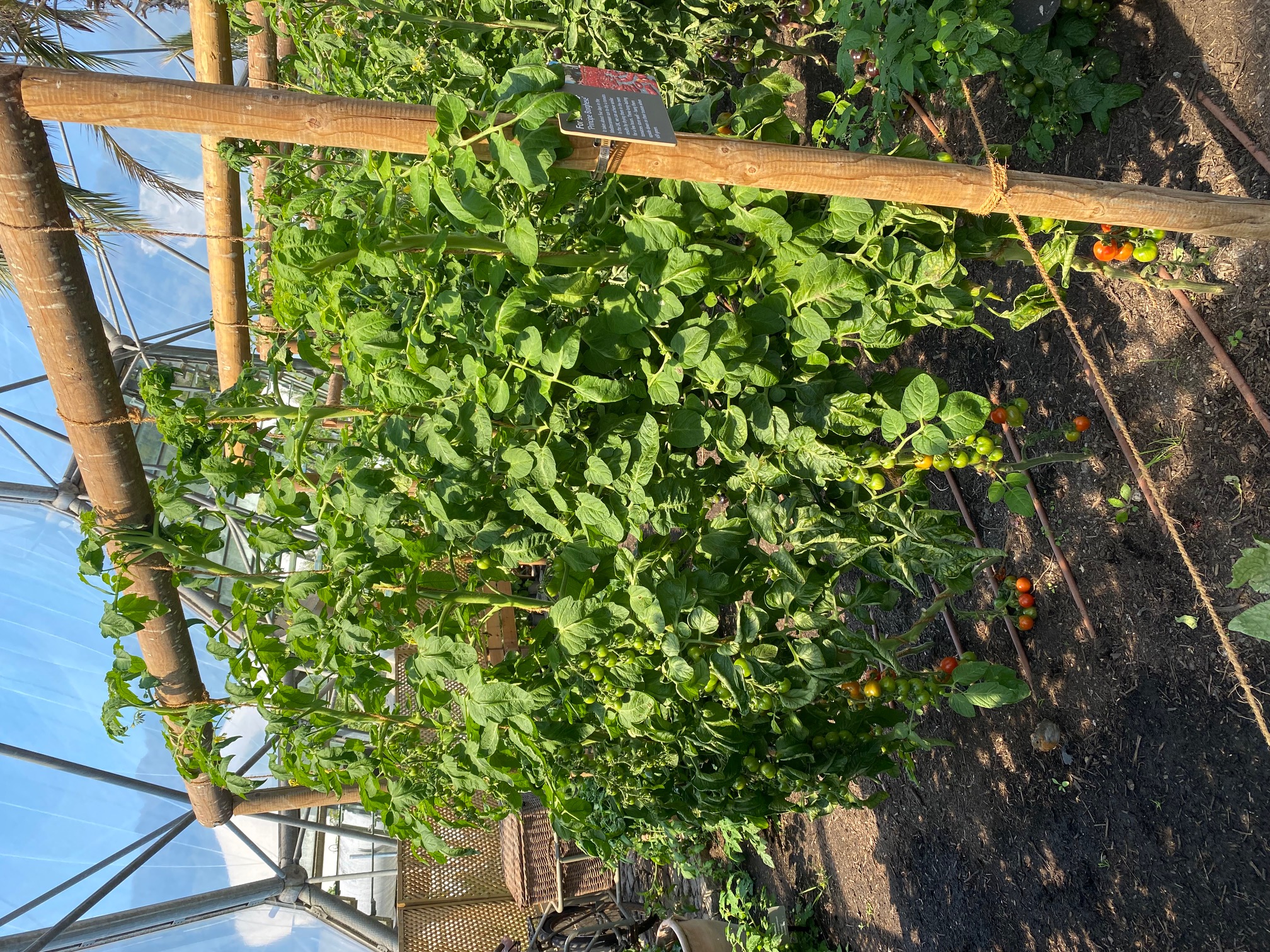 Tomaat - Indigo rose tomatenplant kopen en informatie