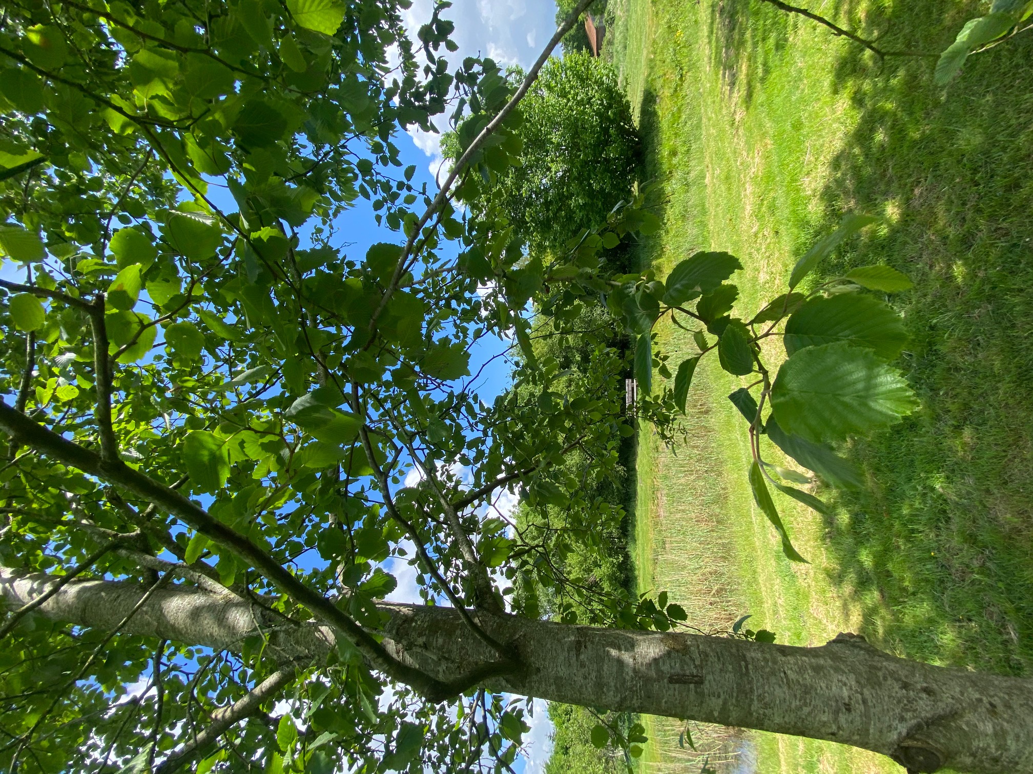 Witte els - Alnus incana boom/struik Witte els - Alnus incana boom/struik